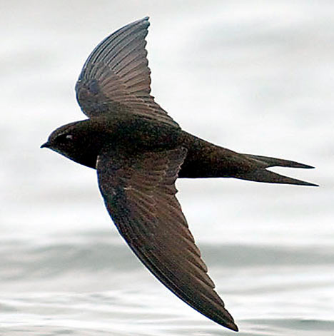 Durham University Biodiversity Survey: Swifts