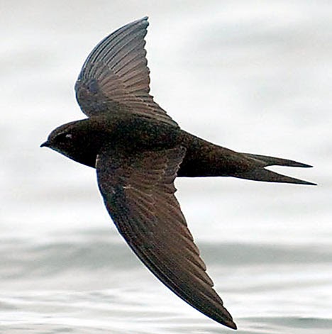Durham University Biodiversity Survey: Swifts