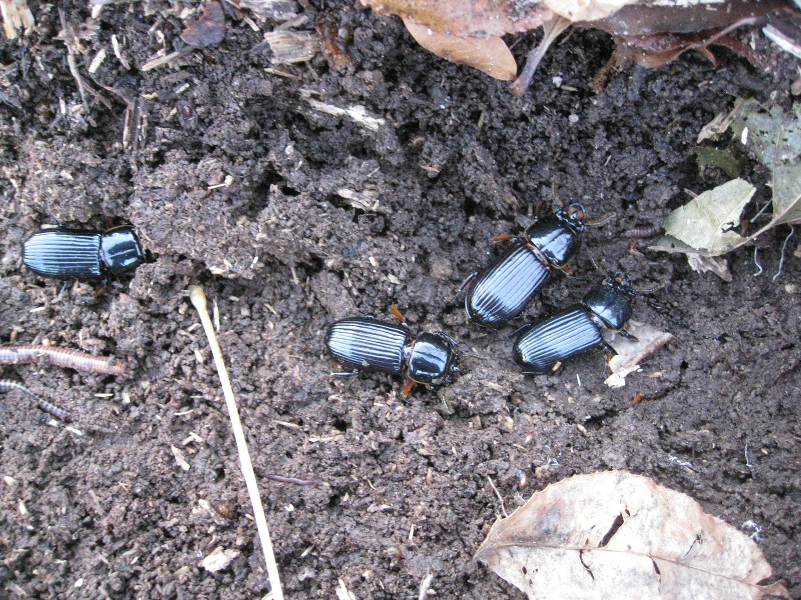 Capital Naturalist by Alonso Abugattas: Bess Beetles