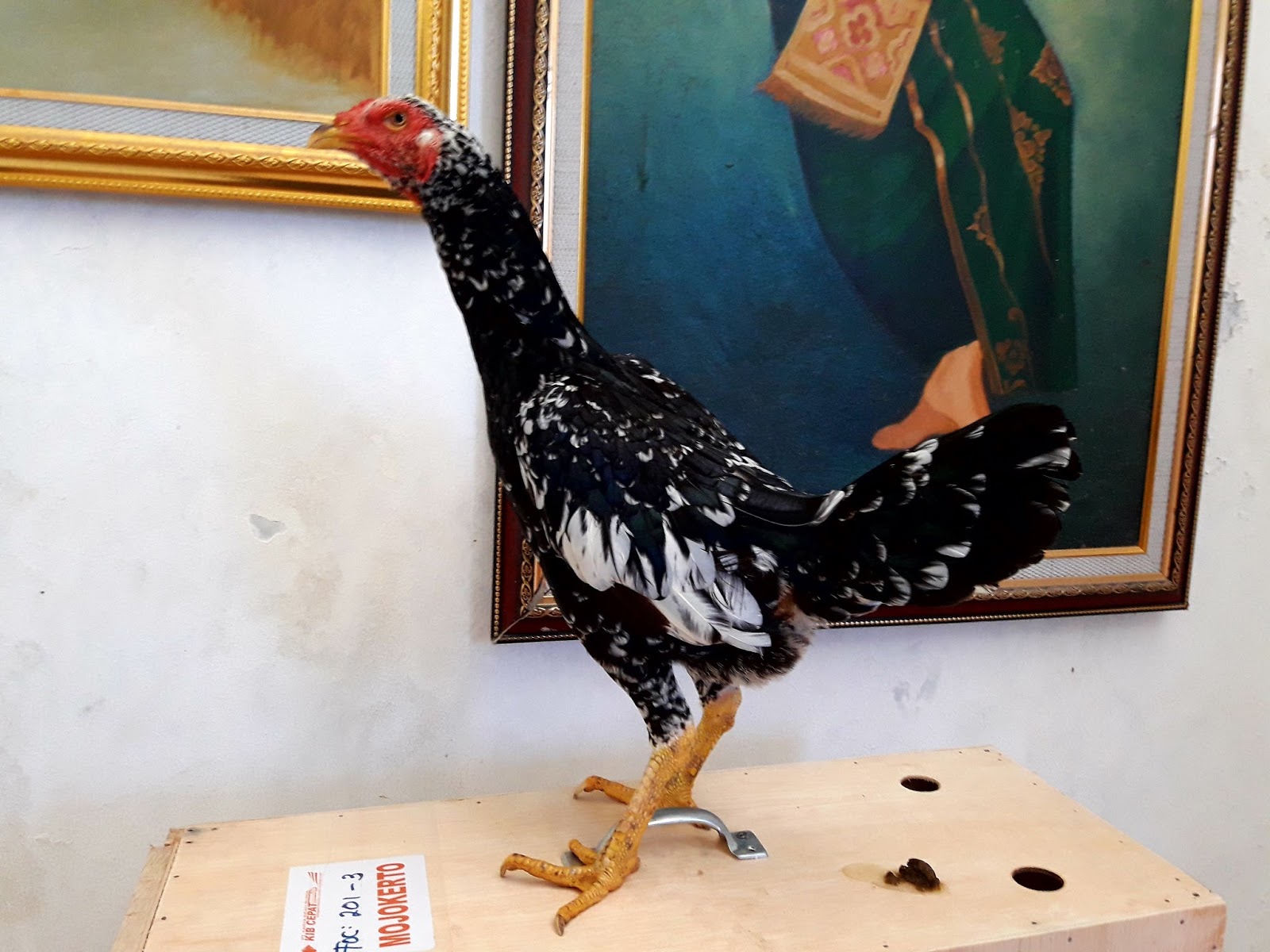 Sapu Jagat King Farm : Ayam BK Asli Import Langsung Thailand: Babon ...