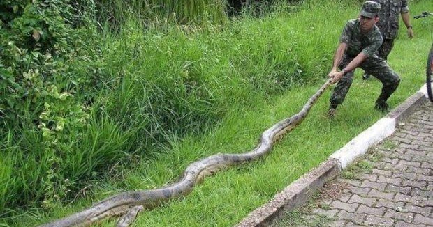 itblogosphere: Le plus long serpent du monde