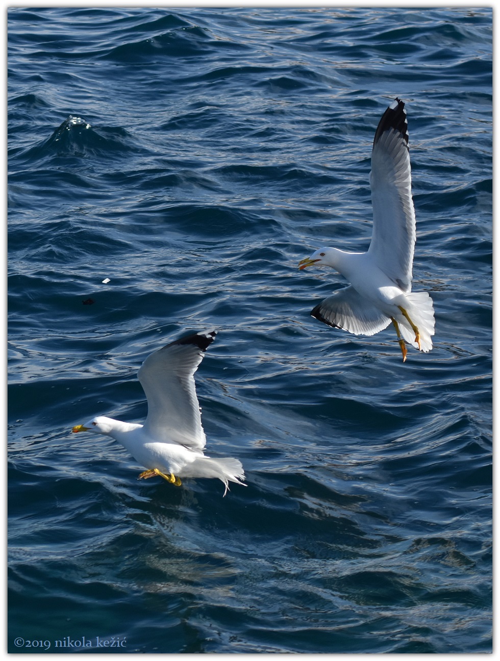 Prstenovani galeb - ISSA-VIS-Kut