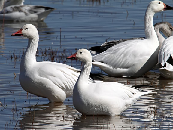 Ecobirder: Snow Geese