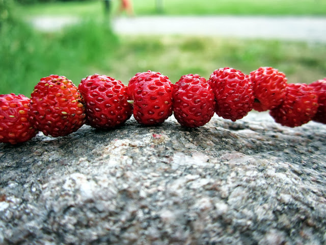 SeattleFlyerGuy's All-Purpose Travel Blog: Smultron in Sweden!