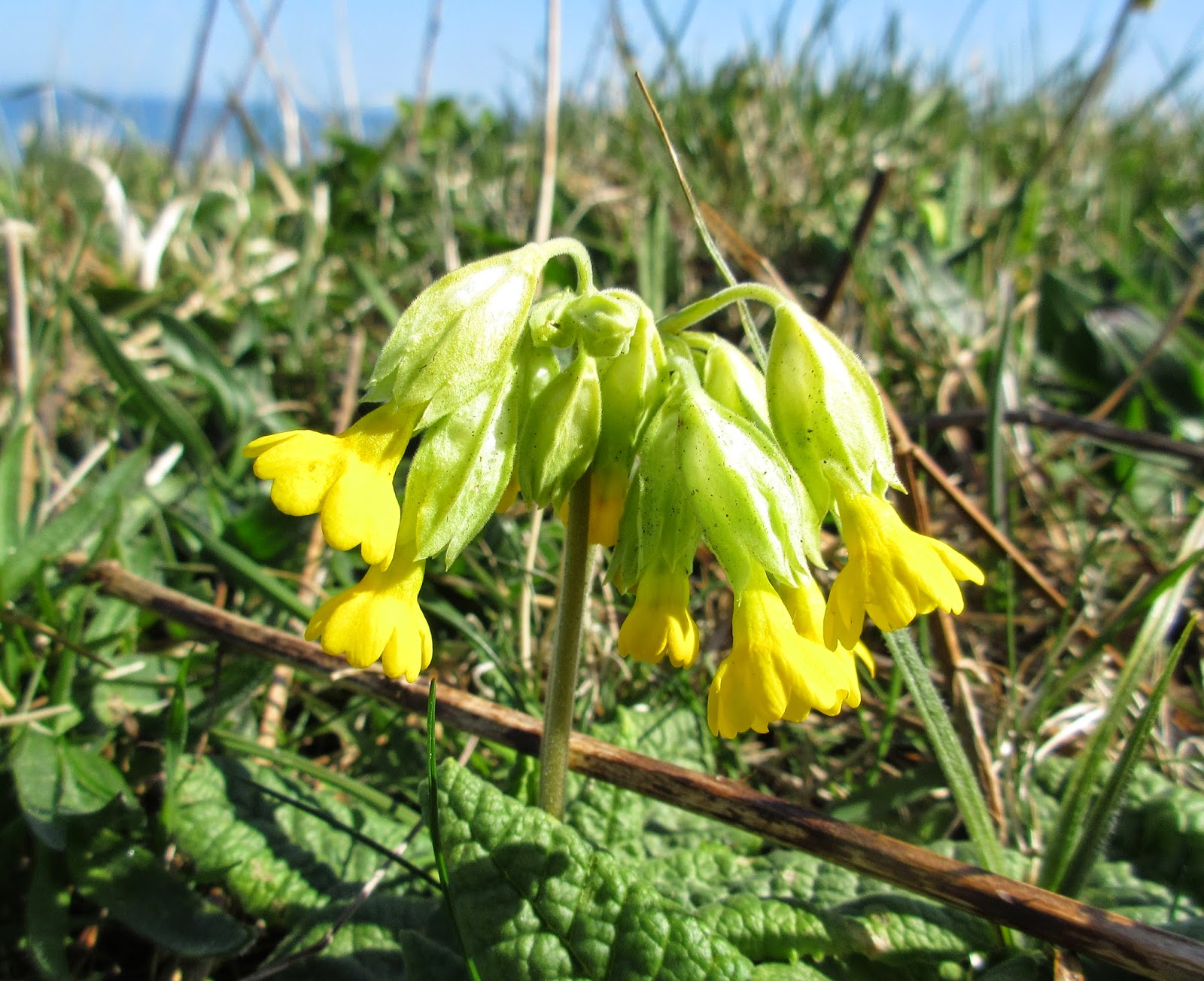 Warkworth walk - Eccentric England travel and events