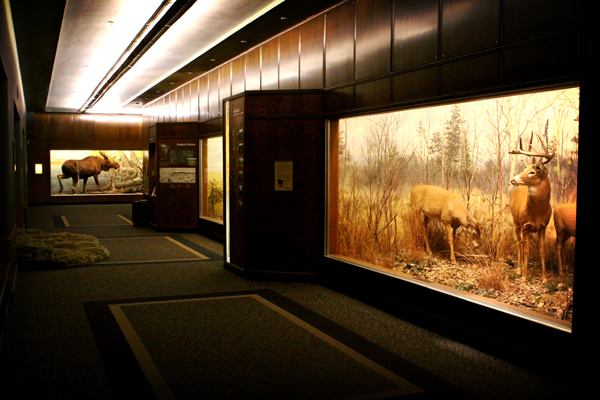 Redefining the Face Of Beauty : BEST MUSEUMS IN MINNESOTA!