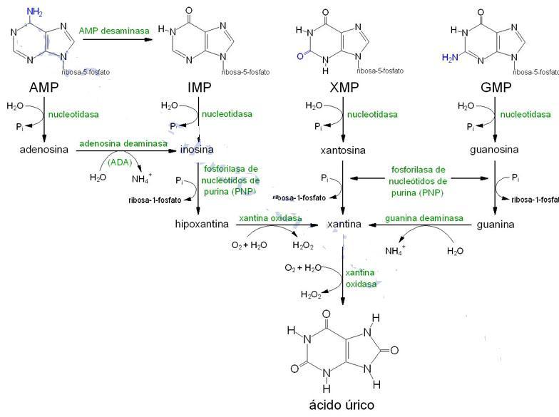 Bioquímica: Degradación de bases Púricas
