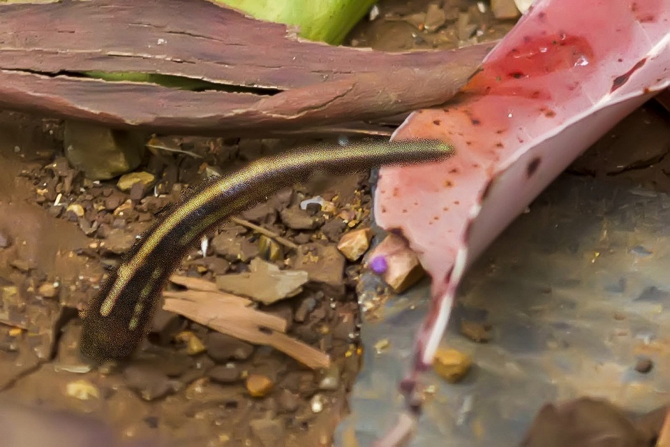 Kay Parkin Birding: Sunshine Coast Birding