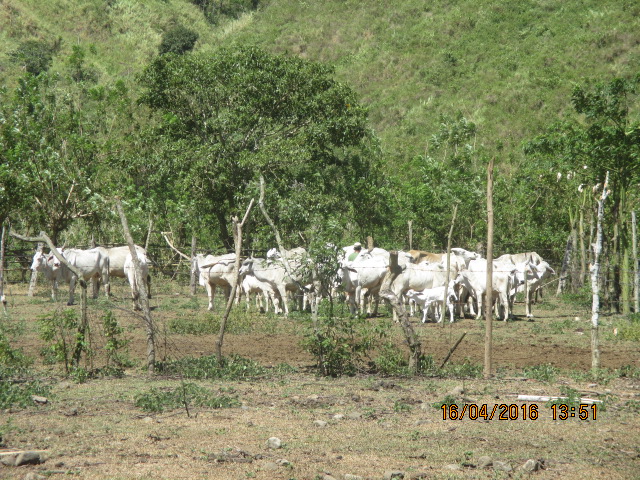 Food security in the Philippines: Capon operations of the males at the ...