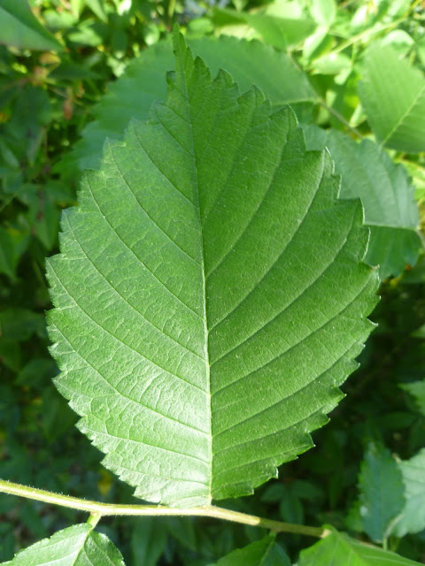 One Lot in Houston: Water Elm (Planera aquatica)