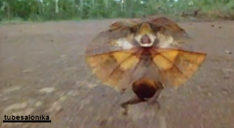 Tubesalonika: Bicycle Lizard