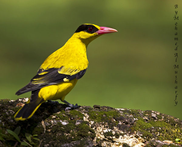 The Penang Birder: A taste of birding in Penang.