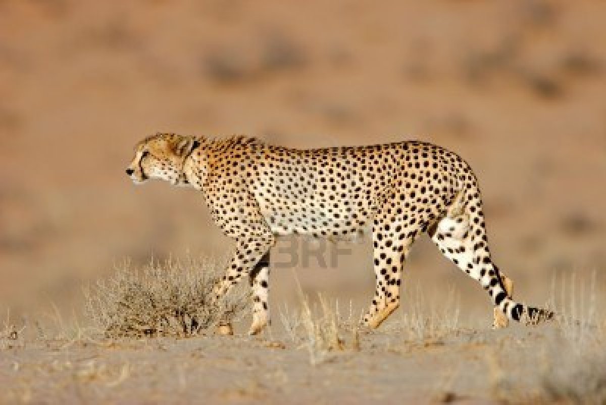 enciclopedia de animales: el guepardo