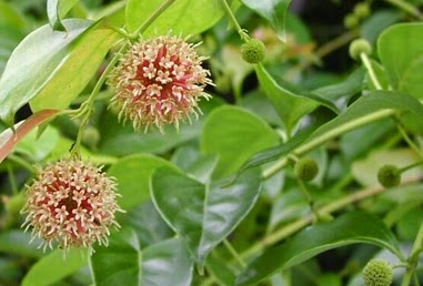 Benefits of Gambir (Uncaria gambier Roxb) for Human Health ~ joylousdeb