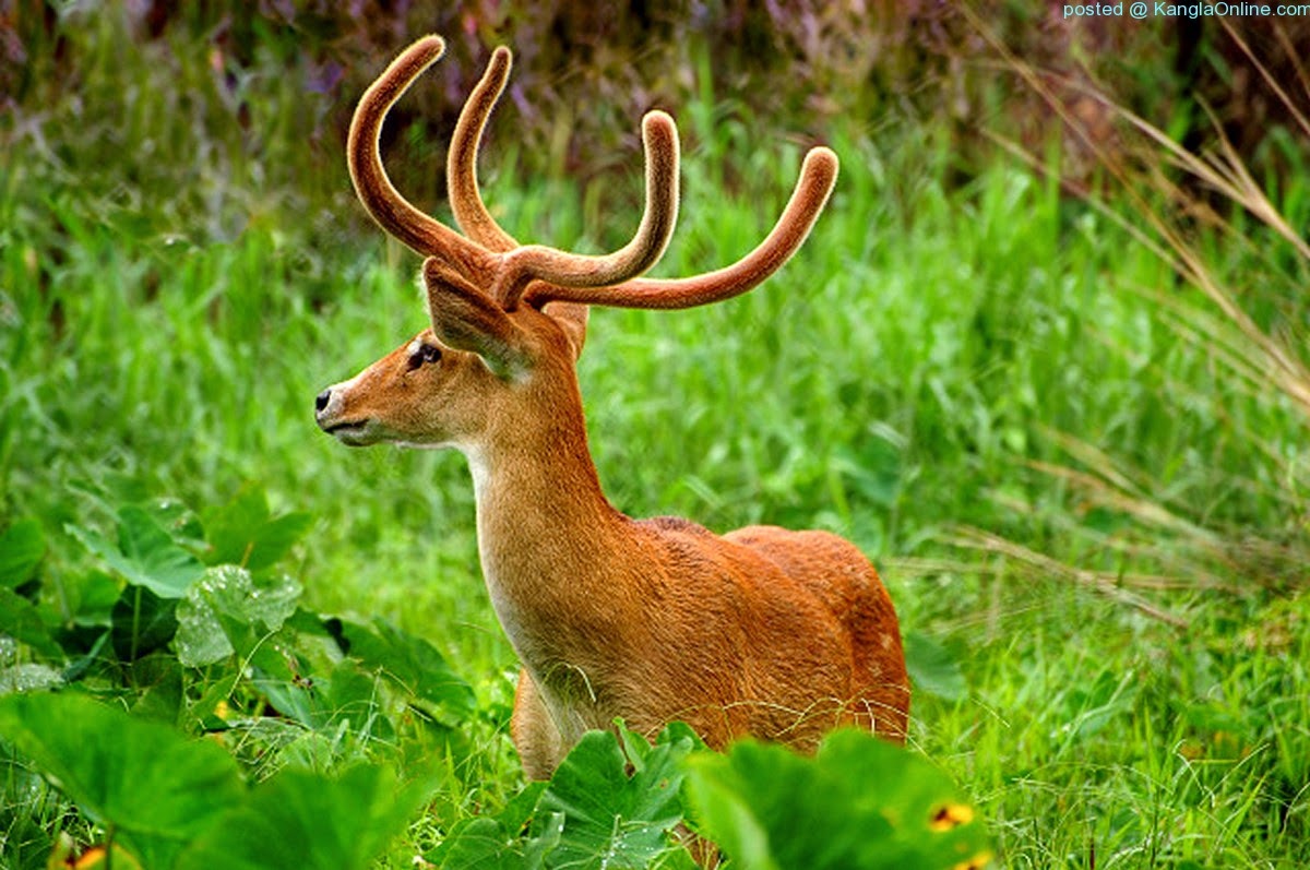 Amazing Manipur: Sangai...the dancing deer of Manipur.
