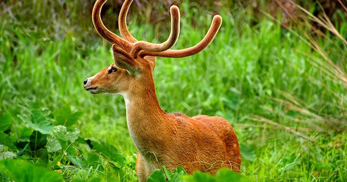 Amazing Manipur: Sangai...the dancing deer of Manipur.