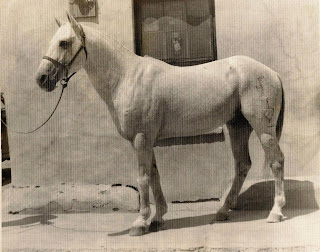 CUMPAS "La Tierra del Moro": El Famoso Caballo