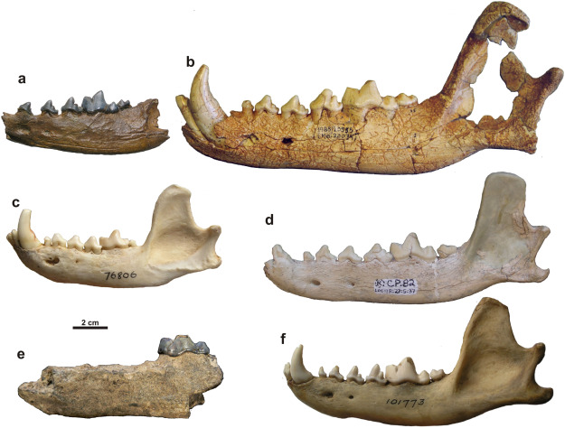 Insular Dwarfism and Gigantism: Javan Dwarf Wolf