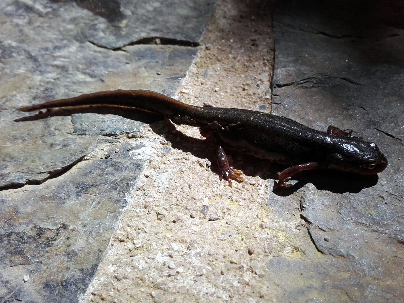 Taxonomía Chordata: Clase Amphibia