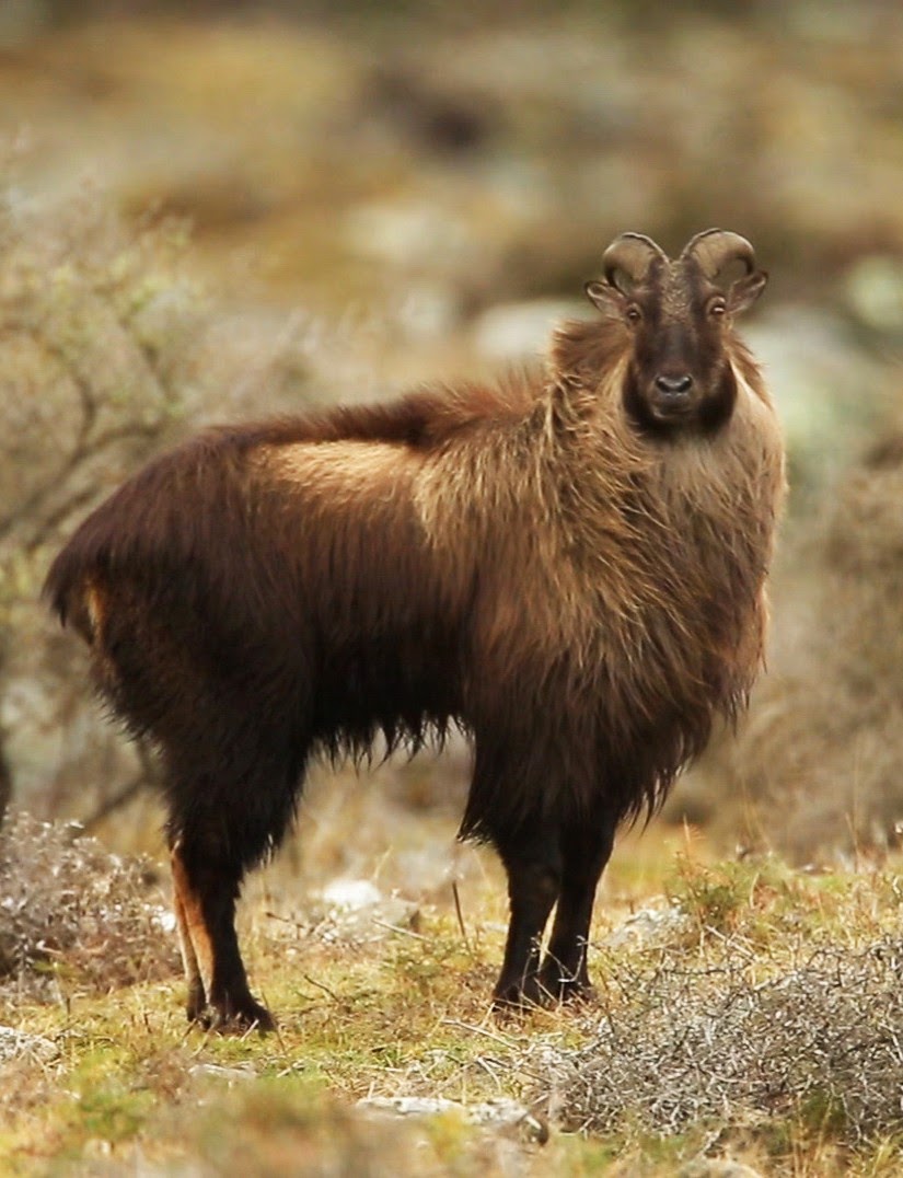 TAHR photos - wallpapers | the fun bank