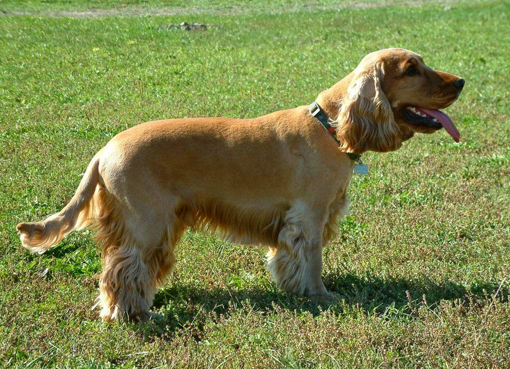 Mascotas, perros y gatos, animales domésticos: Cocker Spaniel cachorros