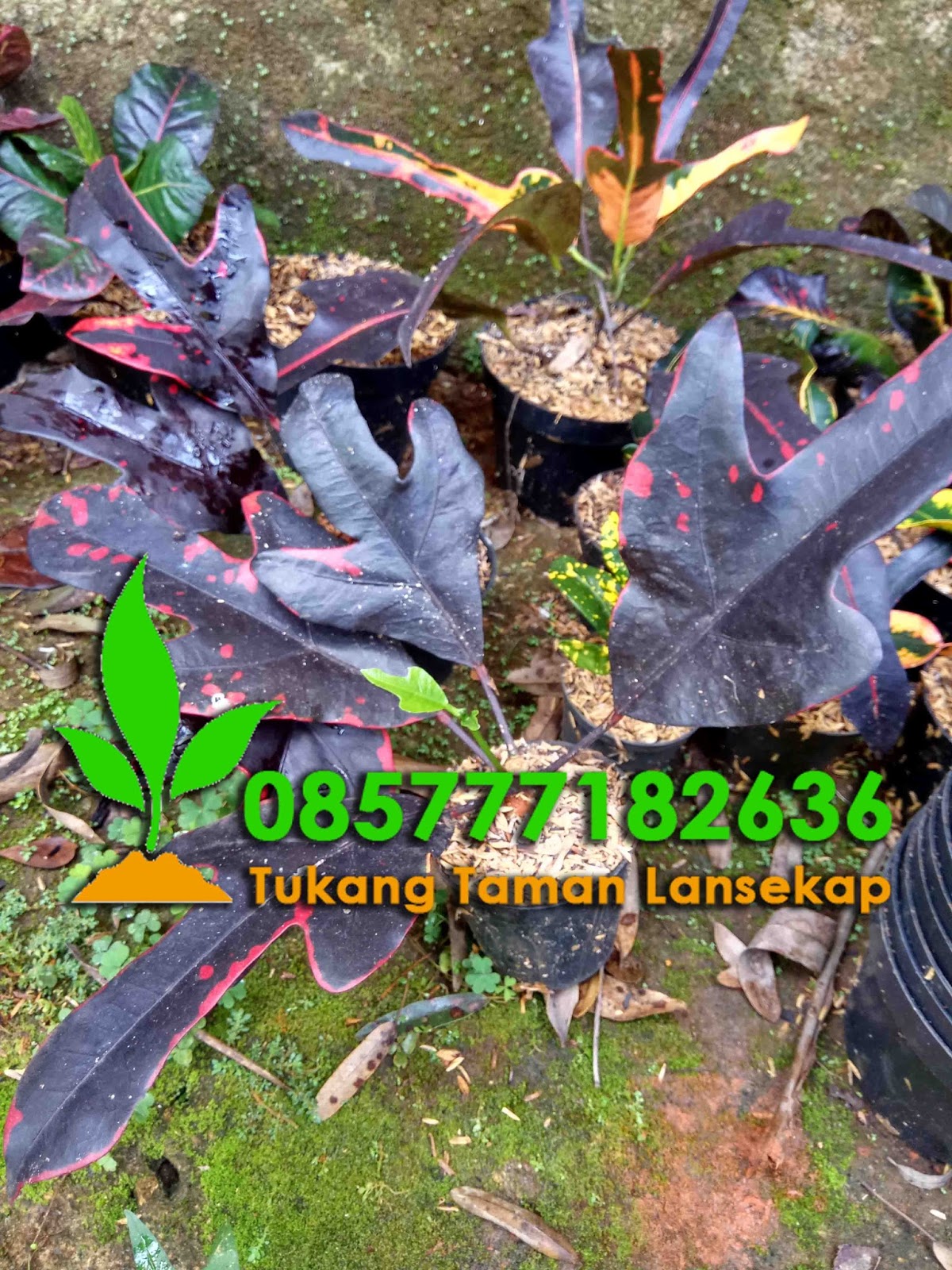 JUAL MACAM-MACAM POHON PURING | JENIS-JENIS TANAMAN PURING | TUKANG ...
