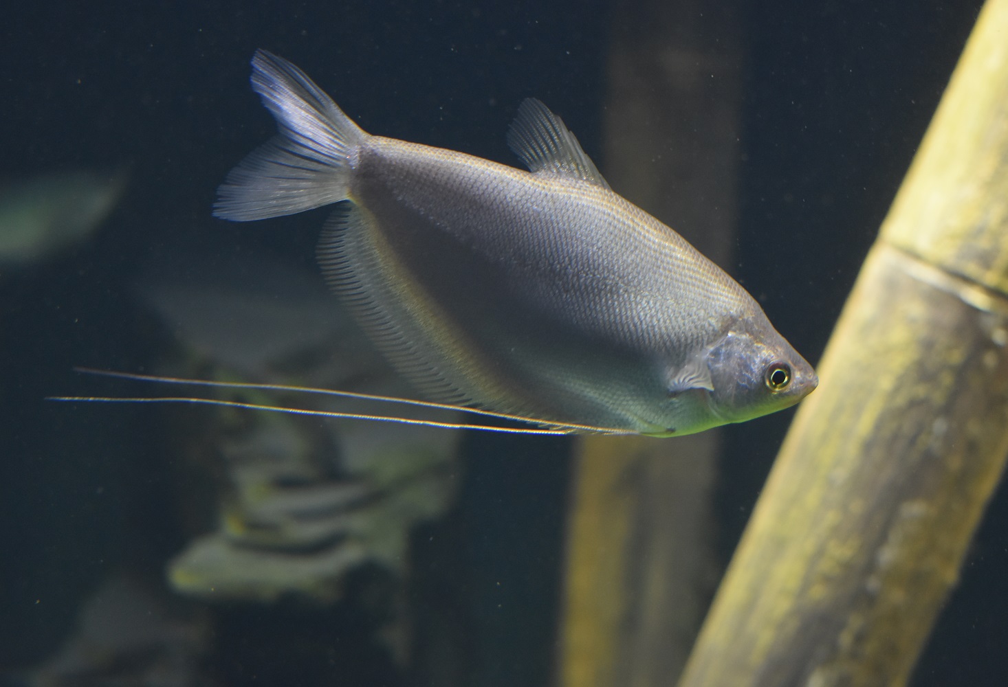 ZOOTOGRAFIANDO (6.100 ANIMALS): GOURAMI MEDIALUNA / MOONLIGHT GOURAMI ...