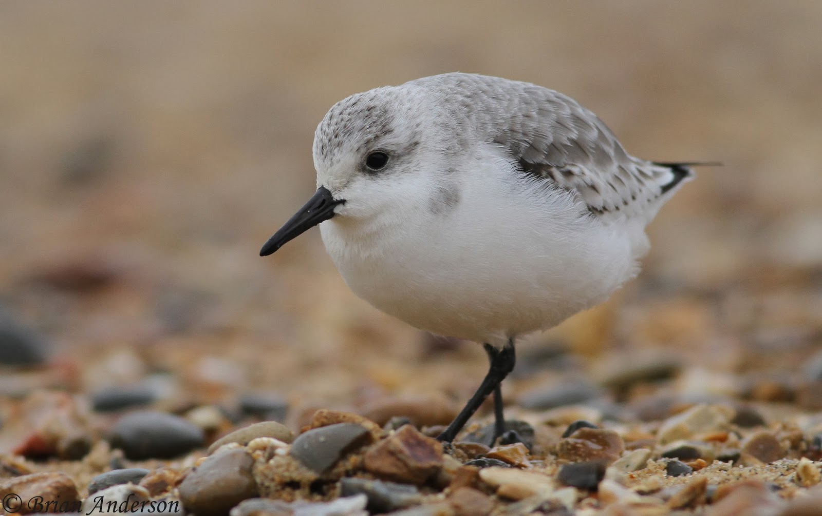 Brian's birding blog: Sanderling Sunday