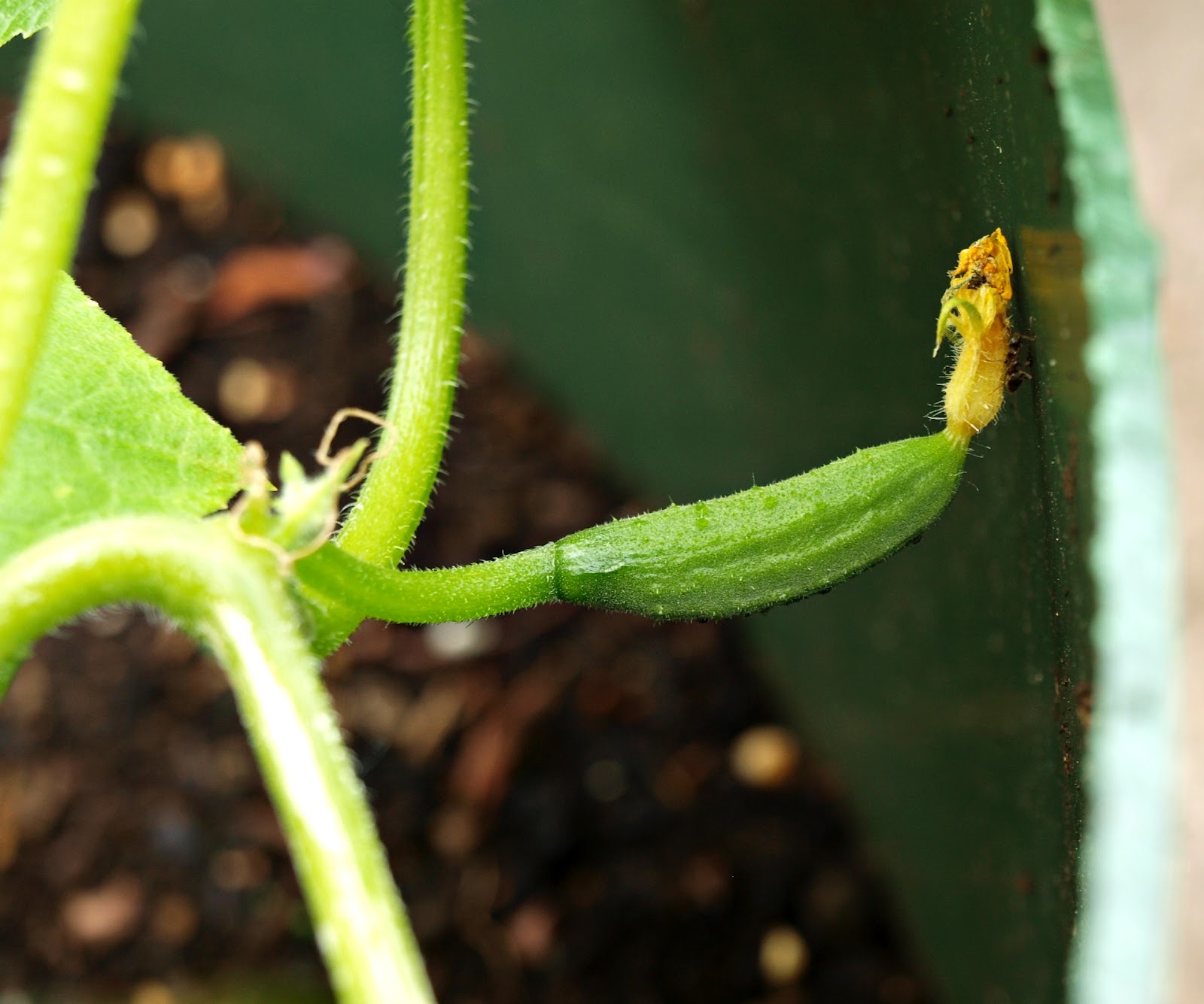 Mark's Veg Plot: Runner Beans, Aubergines and Cucumbers