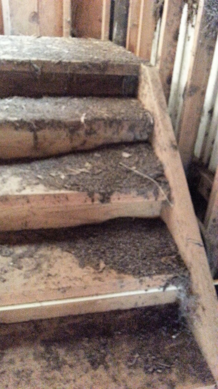 Bat removal in New Orleans: Bat Guano - "What does bat poop look like ...