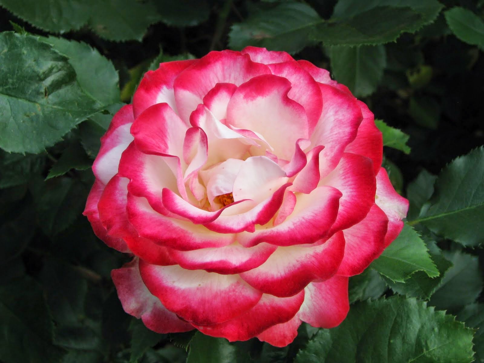 I, too, am here: Africa's Painted Dog