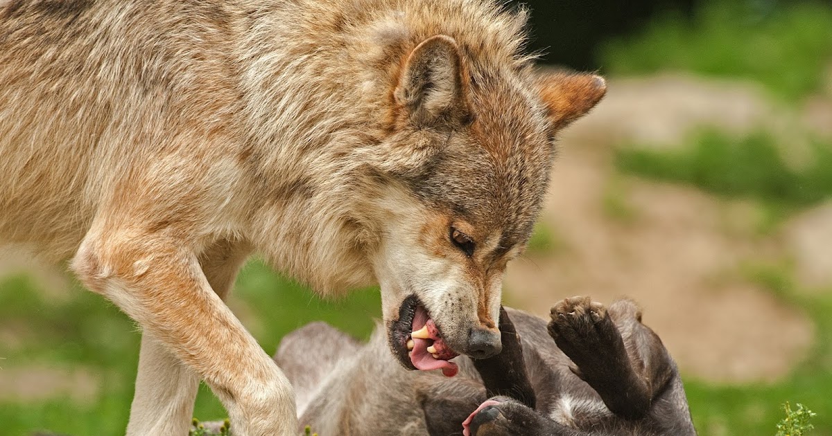 Hoping All Things in the Age of Animosity