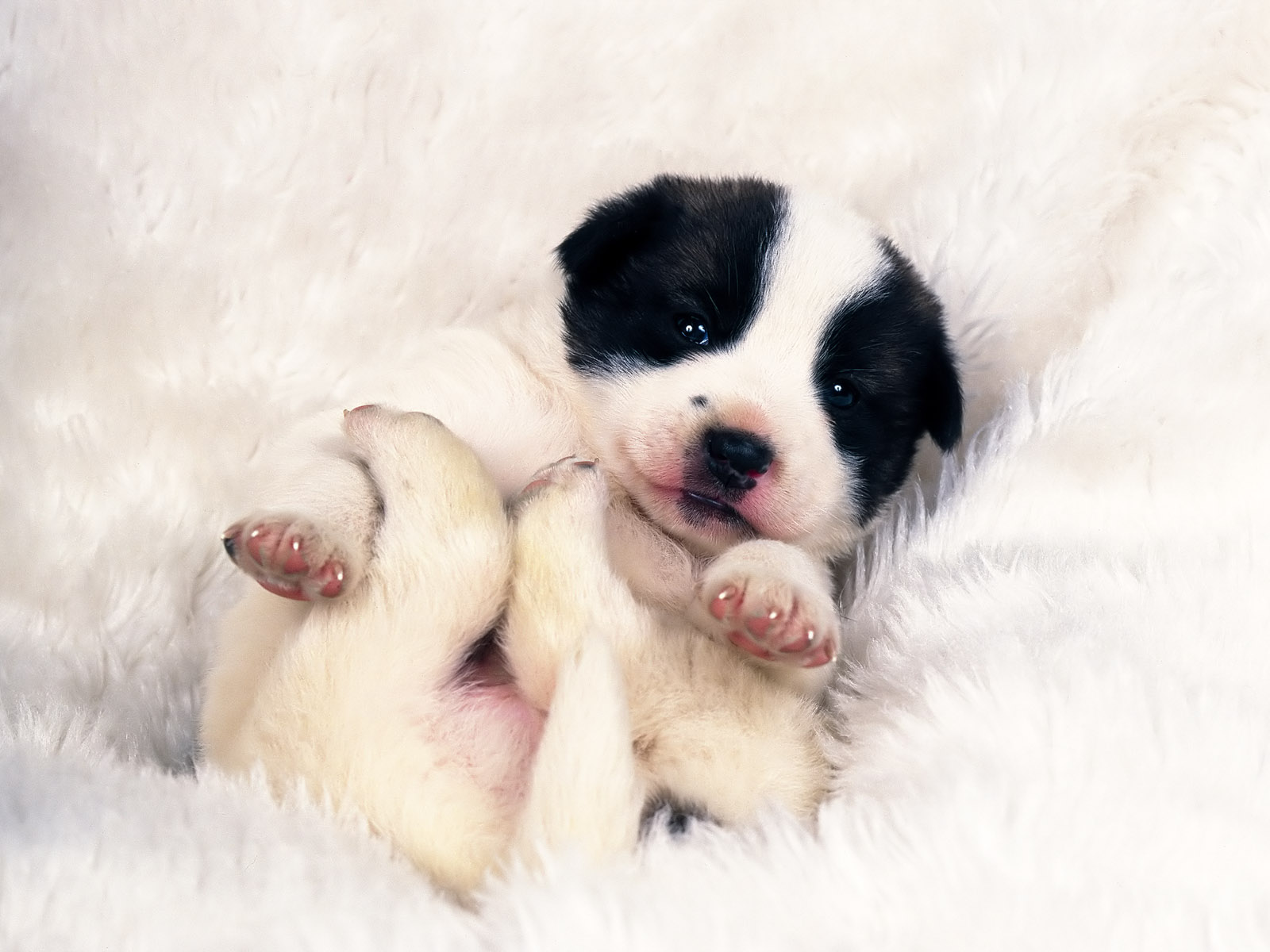 HD cute puppy pictures | High quality puppies cute picture | nice dogs ...