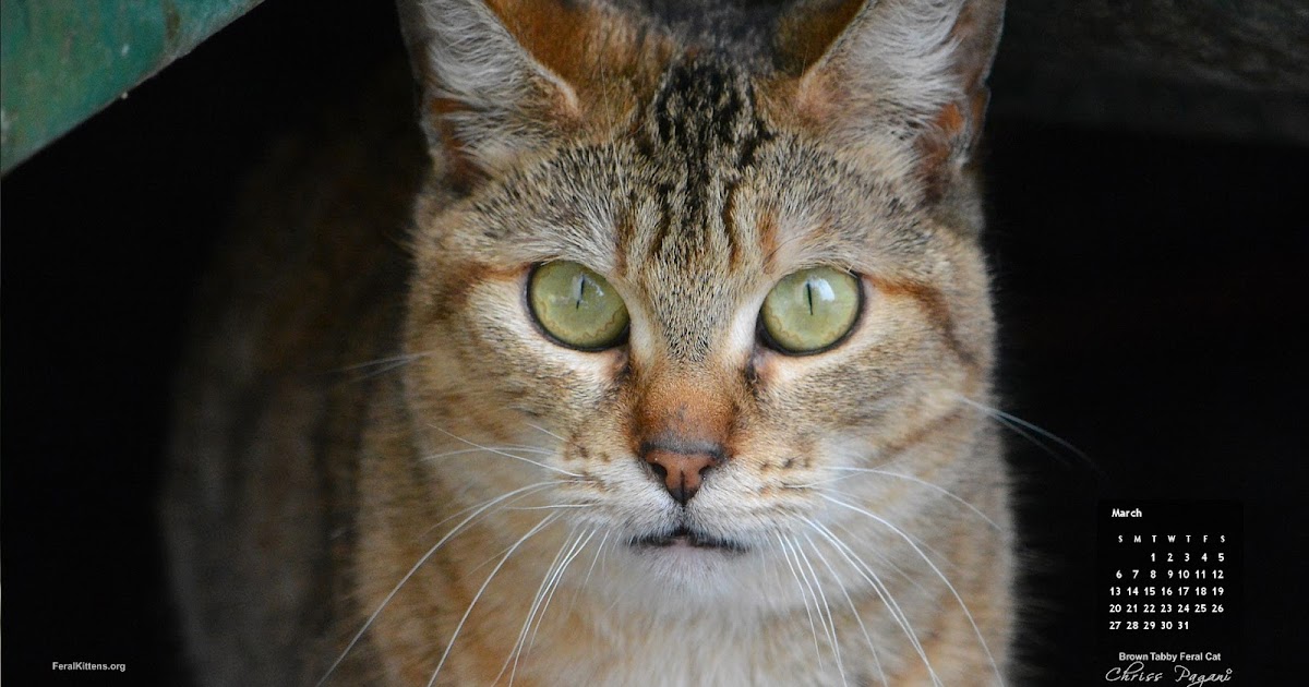 March Cat of the Month Desktop Wallpaper - animal world