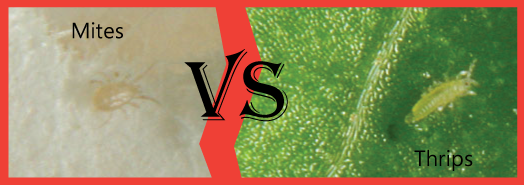 No Nonsense Veg Garden: More Biological Control - Thrip Predators ...