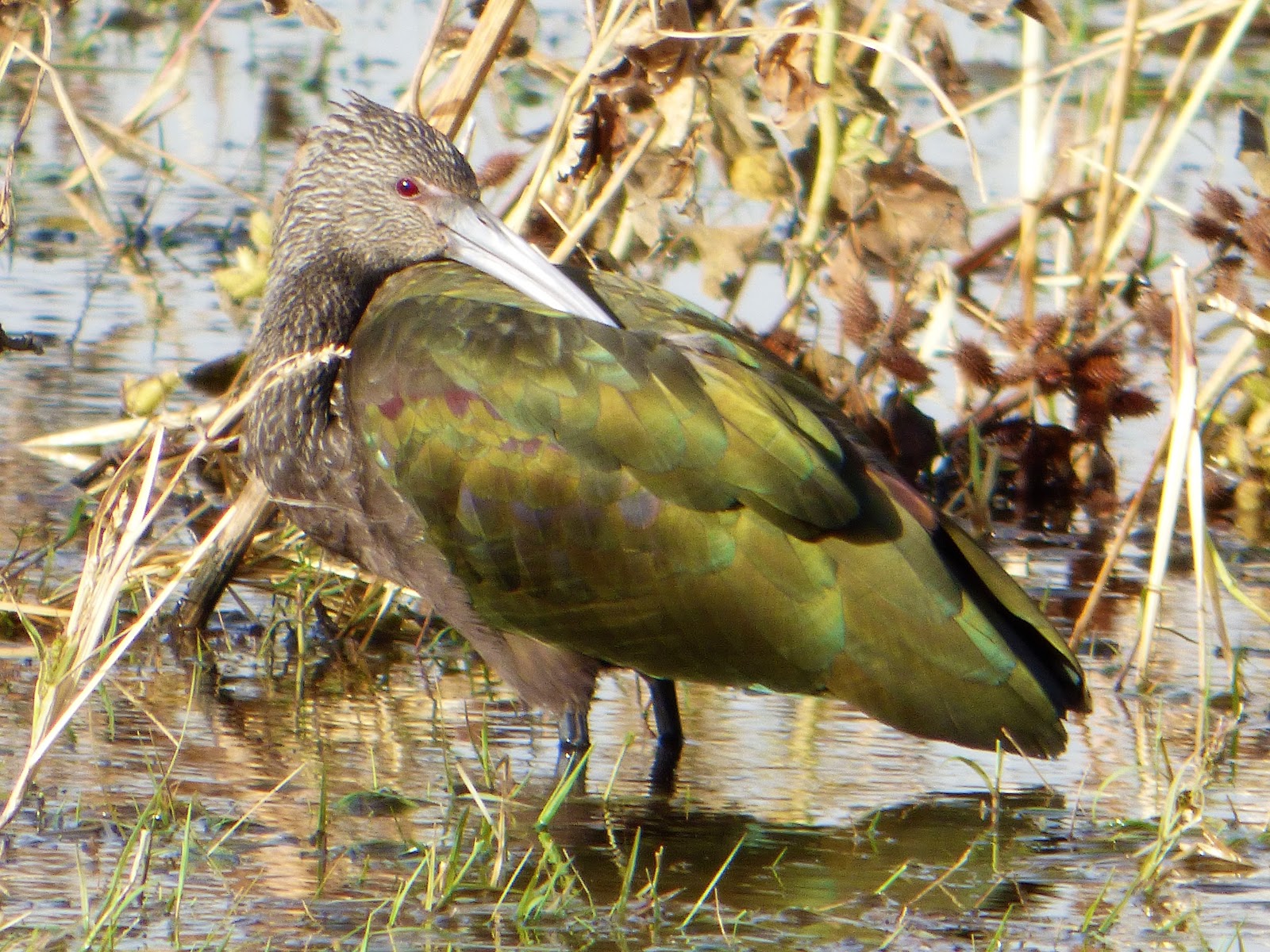 Geotripper's California Birds: White-faced Ibis at the Merced National ...