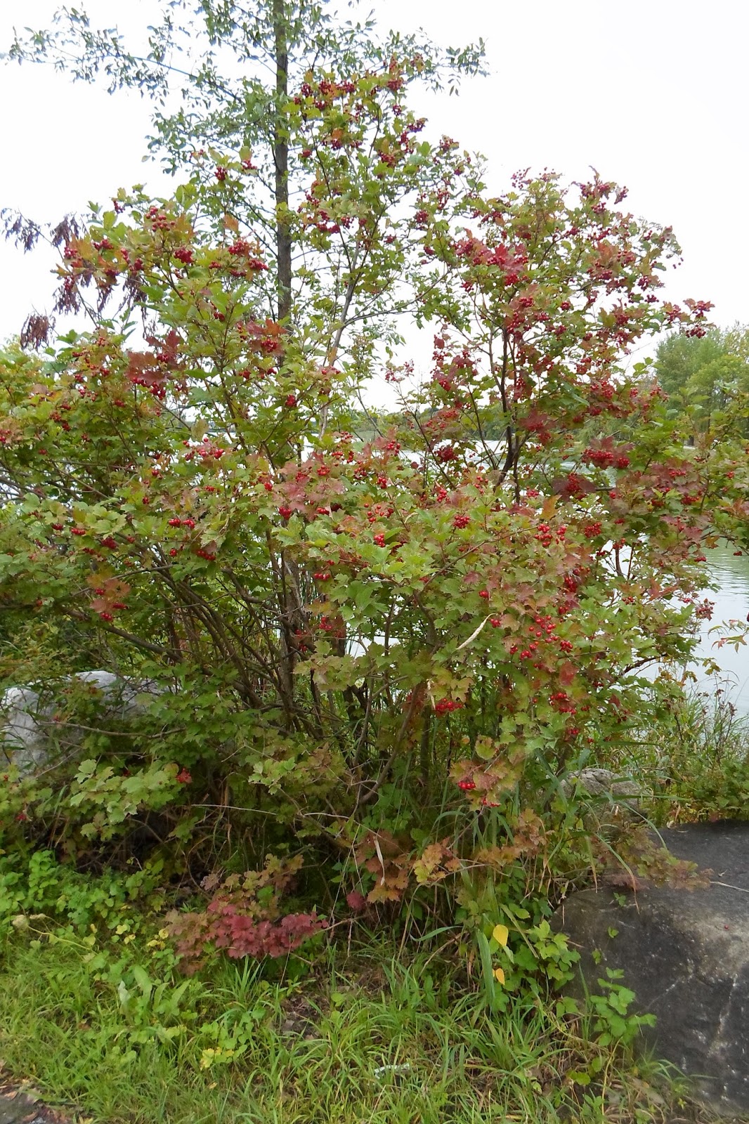 Des vedettes qui passent inaperçues