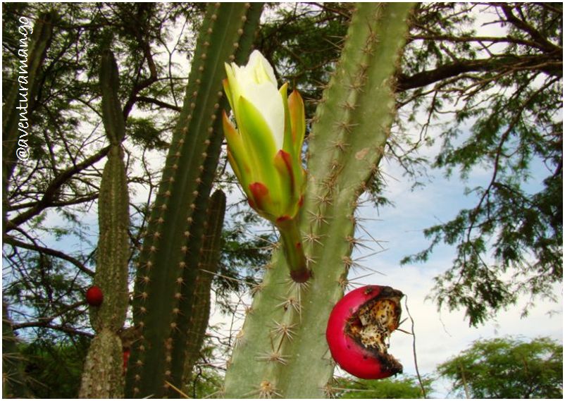 AventuraMango: De onde vem este espinho?