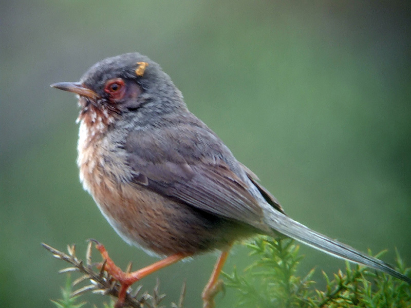 Aves de Marbella: Curruca rabilarga