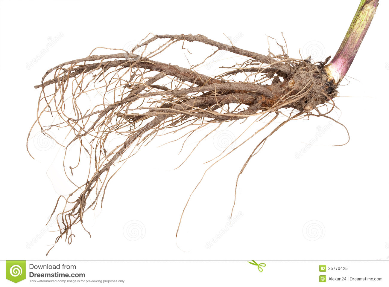 LA PLANTA Y SUS PARTES: LAS PARTES DE UNA PLANTA