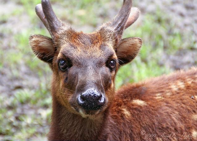 Philippine deer - Alchetron, The Free Social Encyclopedia