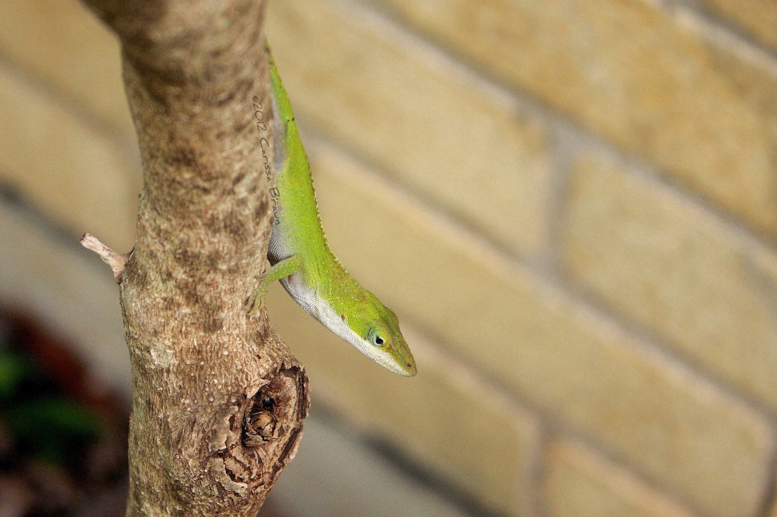 Nature Photography and Facts : Green Anole