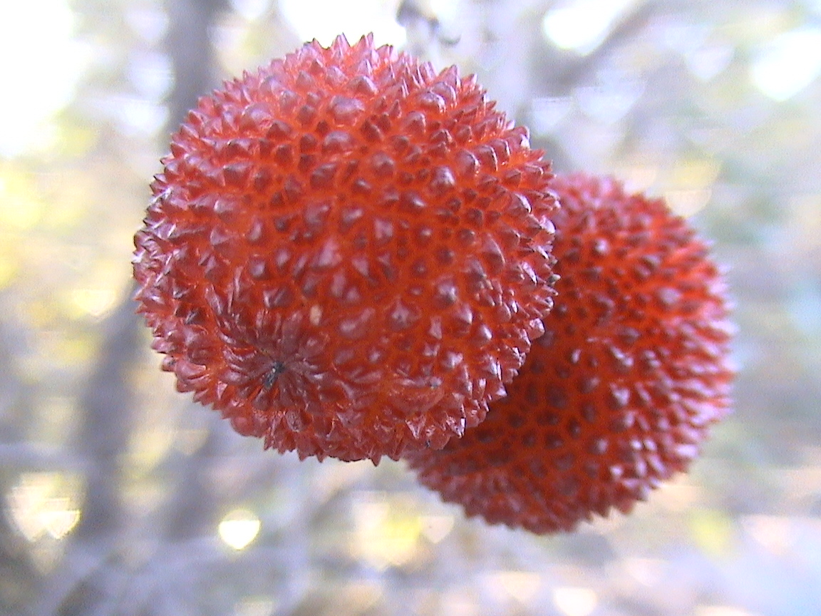 Planika , maginja / Arbutus unedo / Strawberry tree