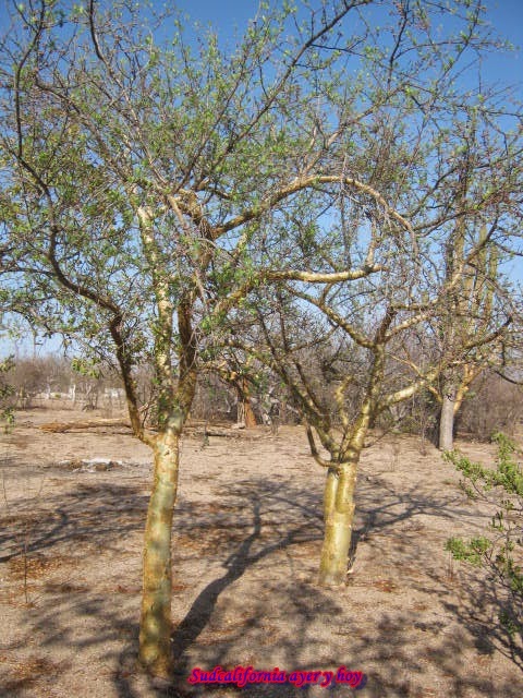 SUDCALIFORNIA DE AYER Y HOY: Flora en Sudcalifornia