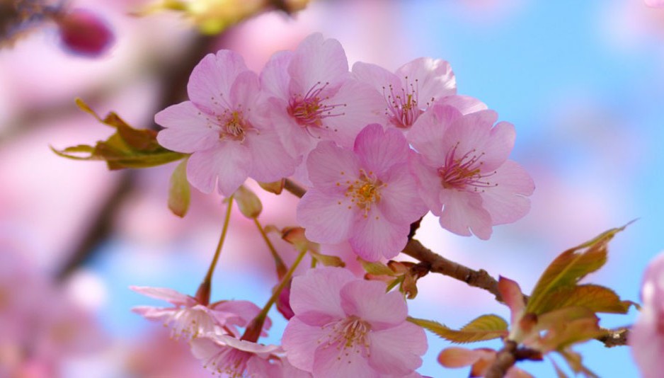 Definisi tentang Bunga Sakura