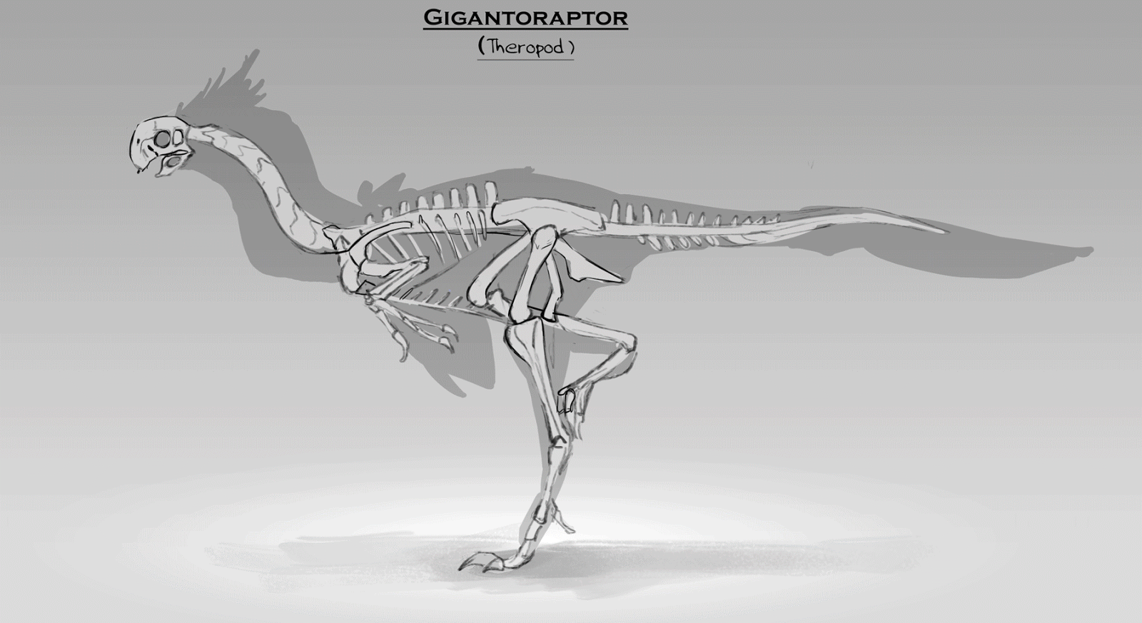 Gigantoraptor Skeleton