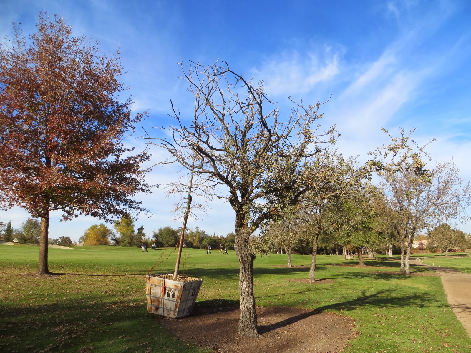 Granite Bay Golf Club Course Update: Tree Planting and Restoration