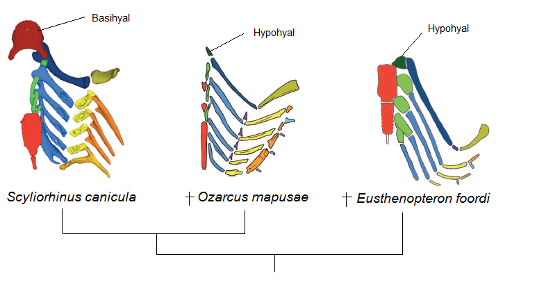 PaleoStories: Ozarcus e la morte dei fossili viventi.