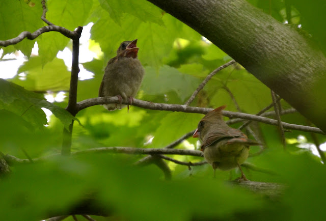 Woods Walks and Wildlife: Baby Cardinal