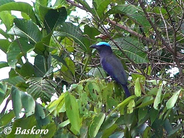 Mengenal Burung Tiong-Lampu Sulawesi | Burung Gue